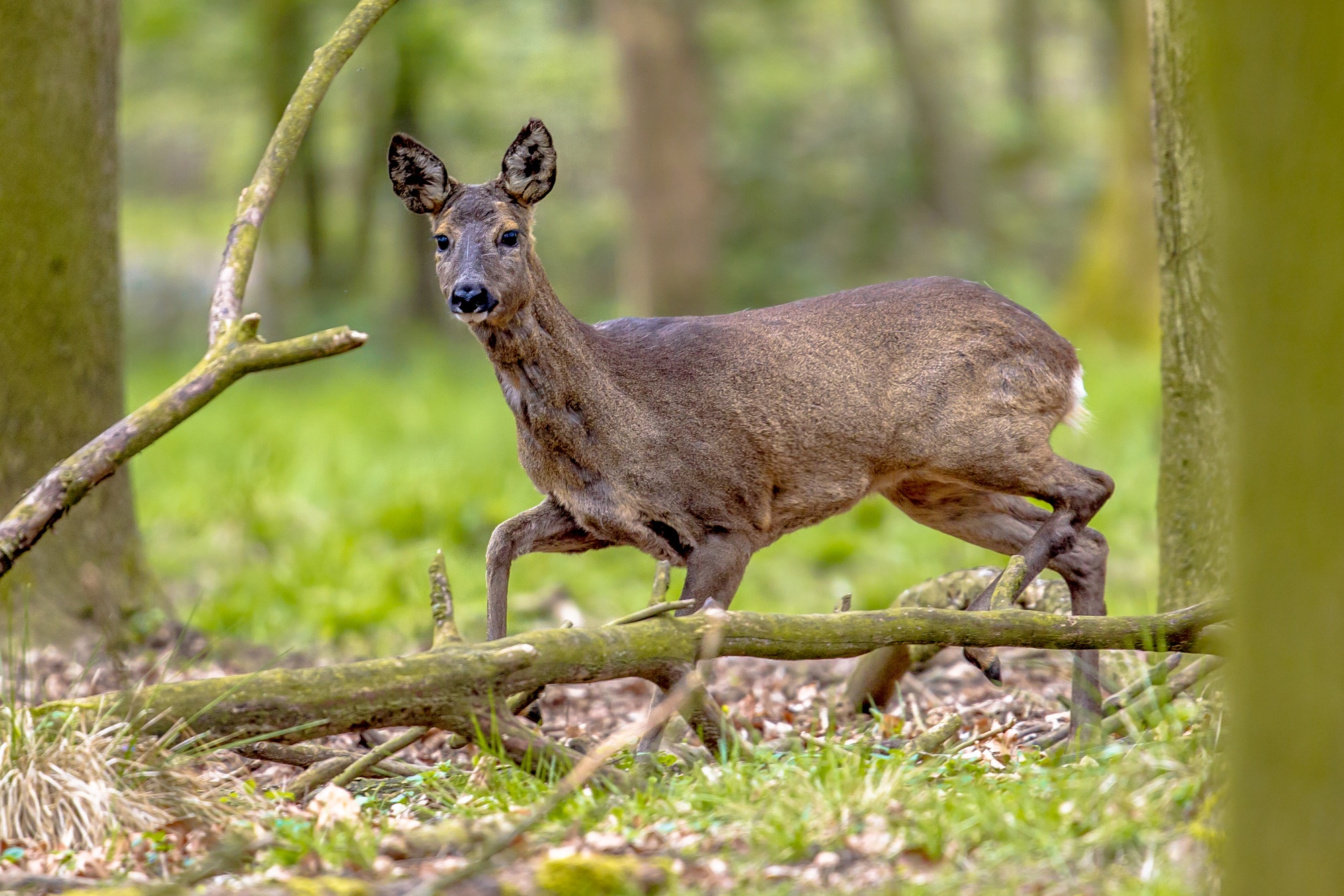 Vildtinformation 2025 - JagtPoint